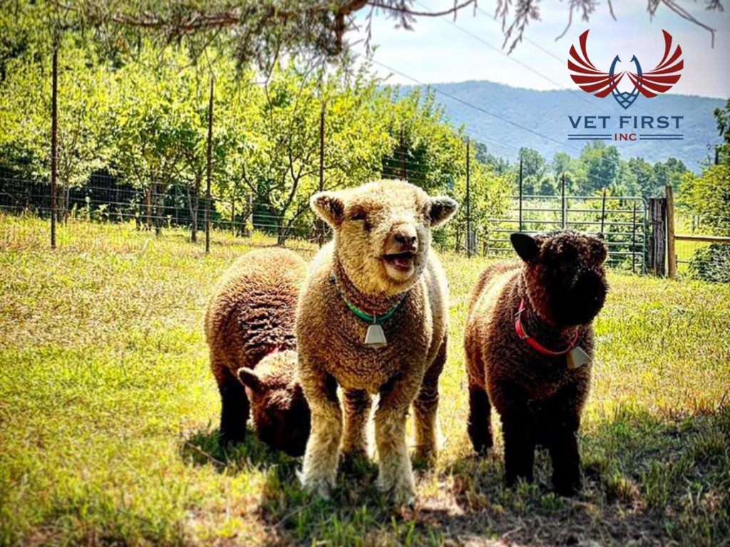 Vet First Inc is Raising Funds for their Working Vets on The Farm! - C5BDI